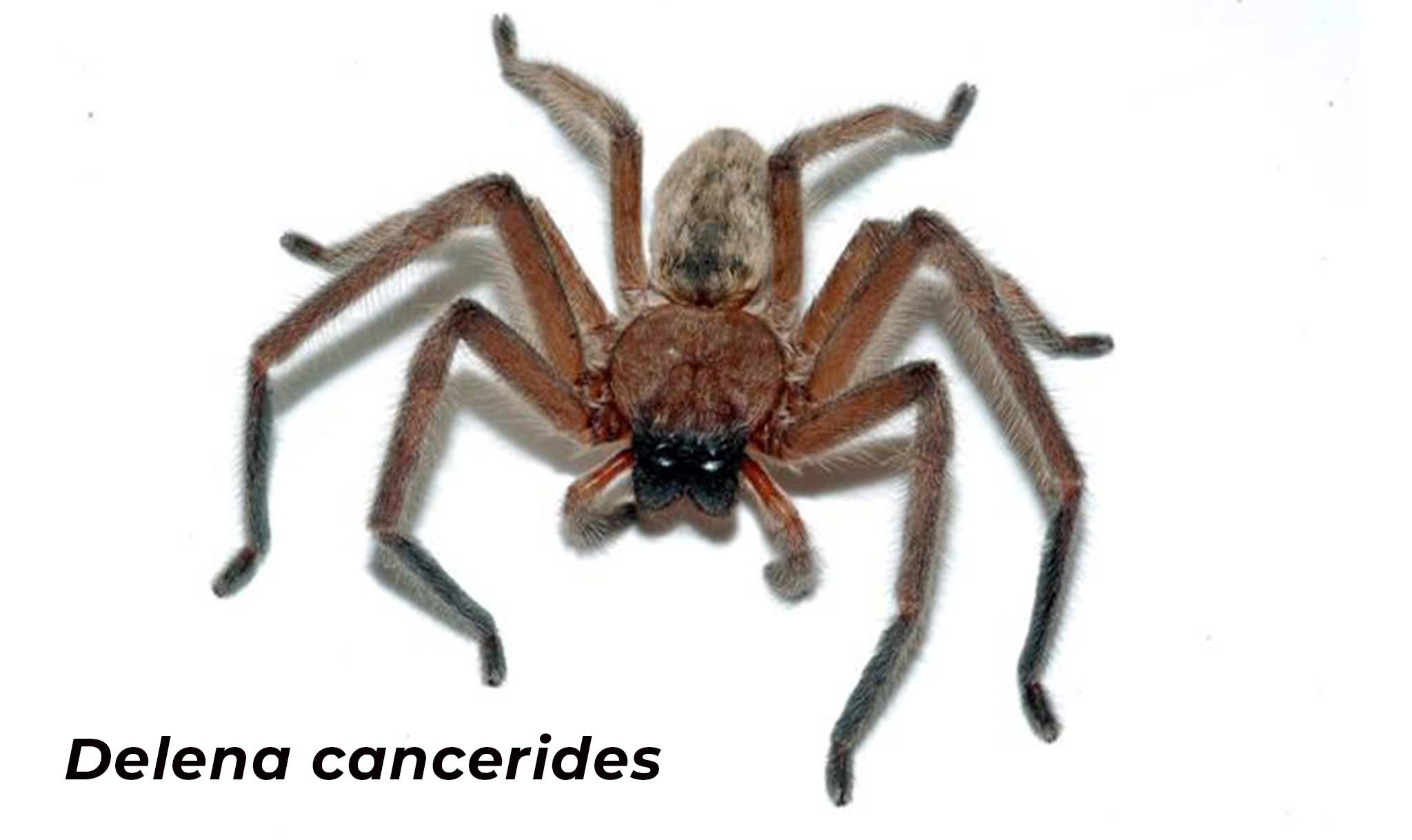 News-O-Matic | Real Jobs: Spider Expert