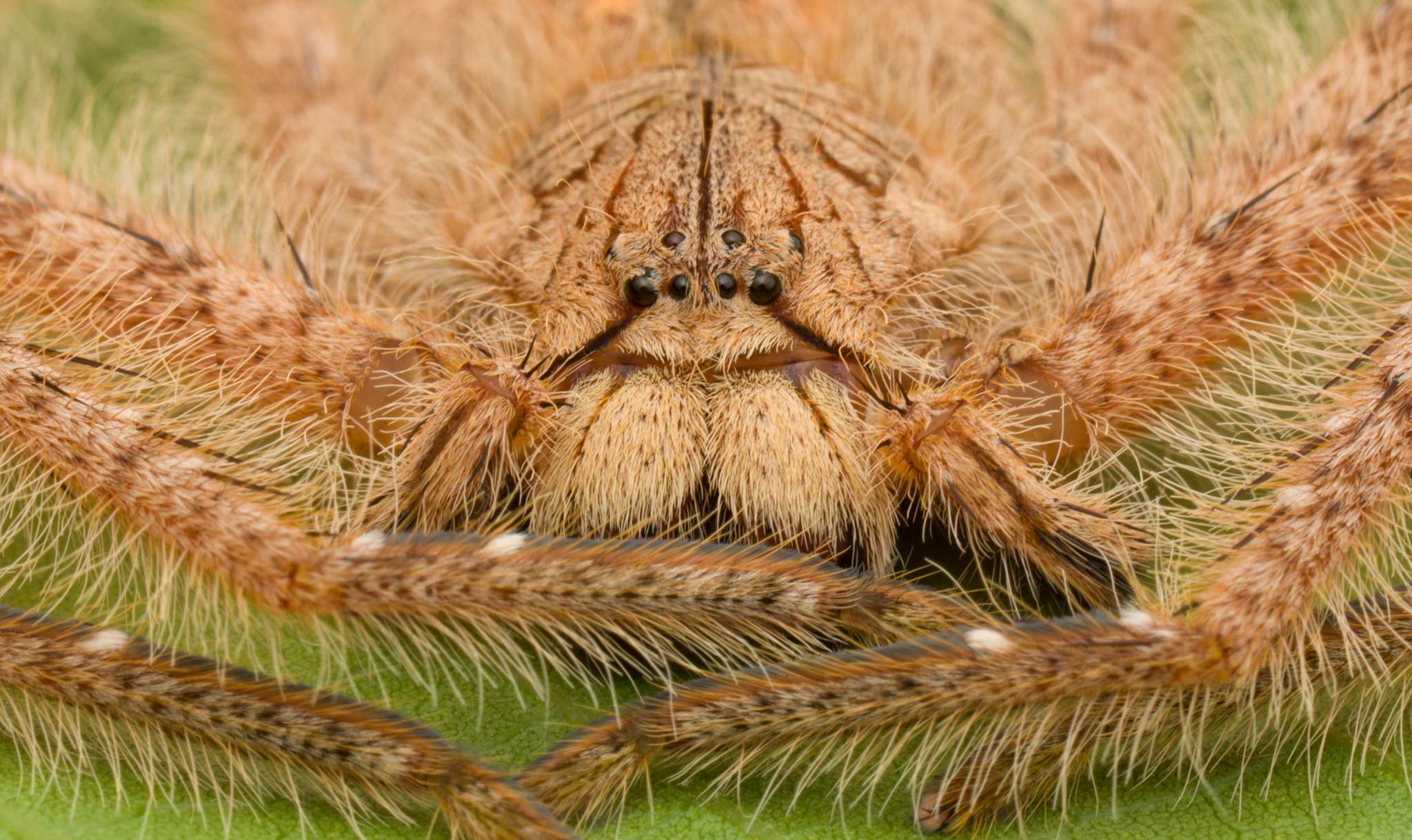 News-O-Matic | Real Jobs: Spider Expert